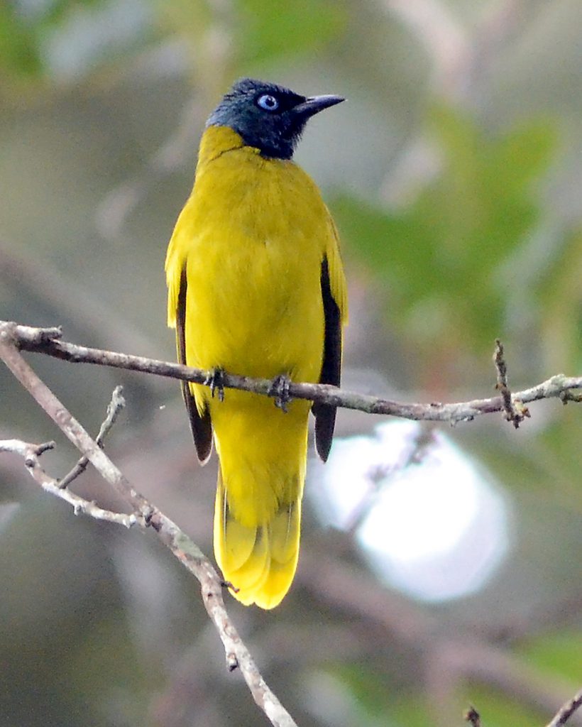 Birdwatching with Kanda Kumar – Penang Hill Festival