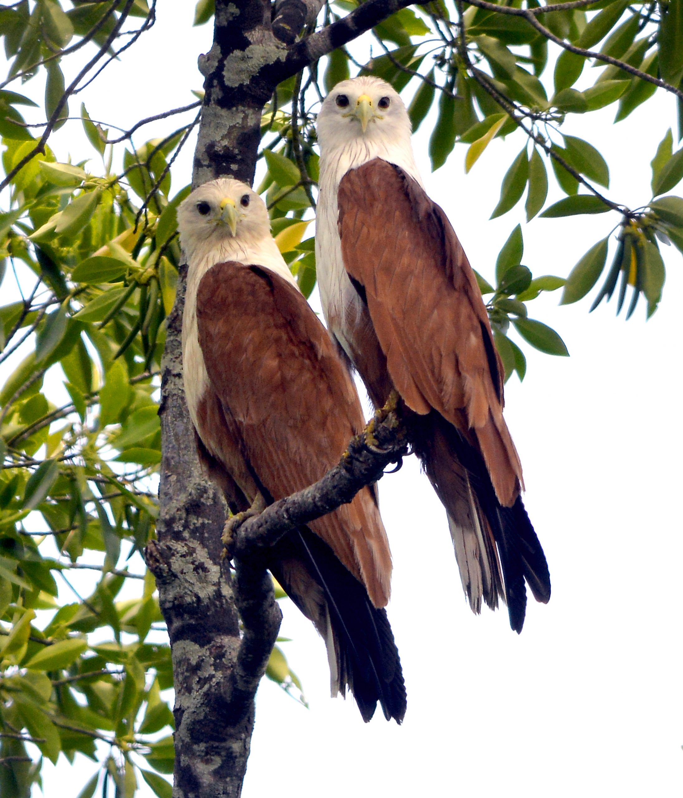 Birdwatching with Kanda Kumar – Penang Hill Festival
