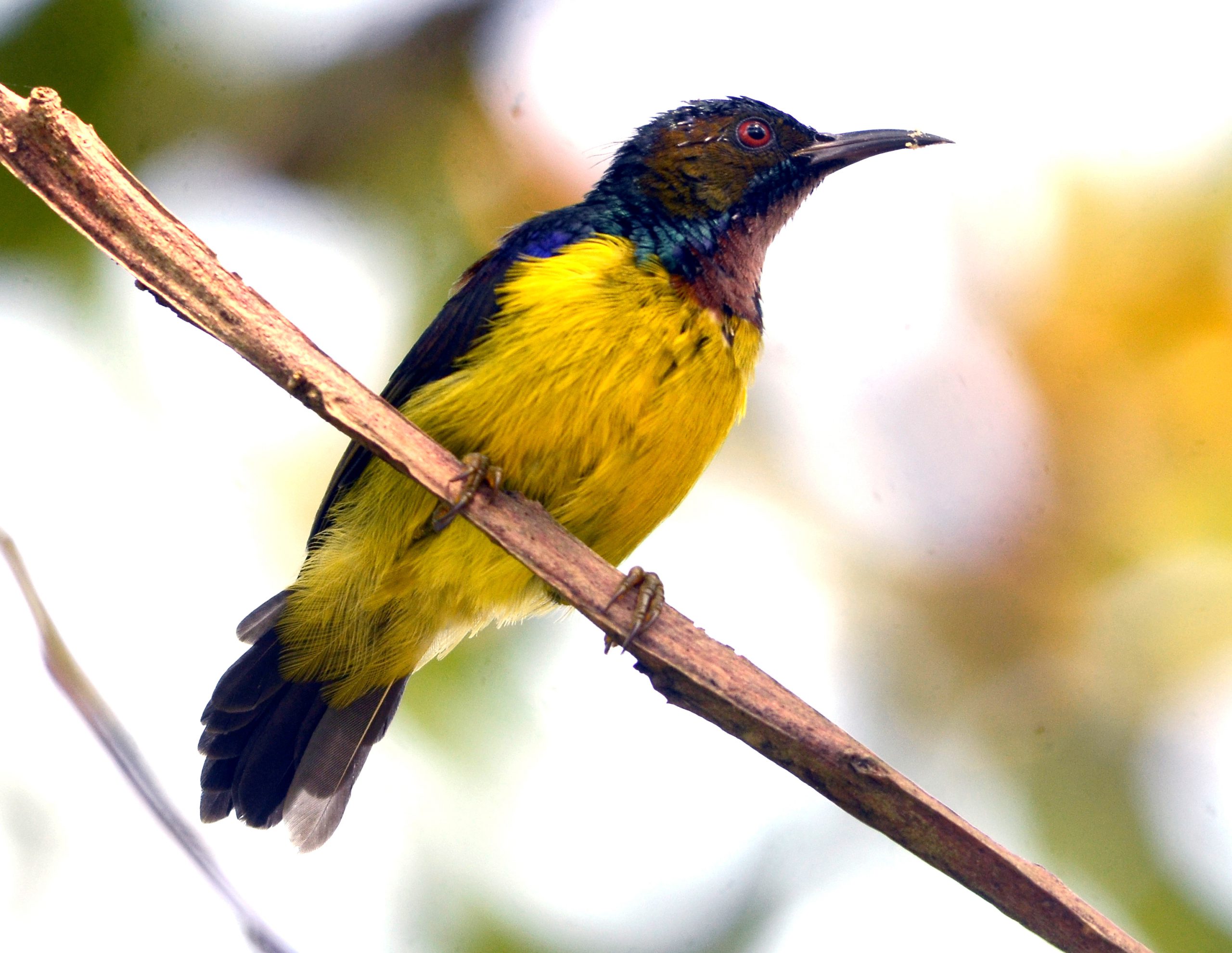 Birdwatching with Kanda Kumar – Penang Hill Festival