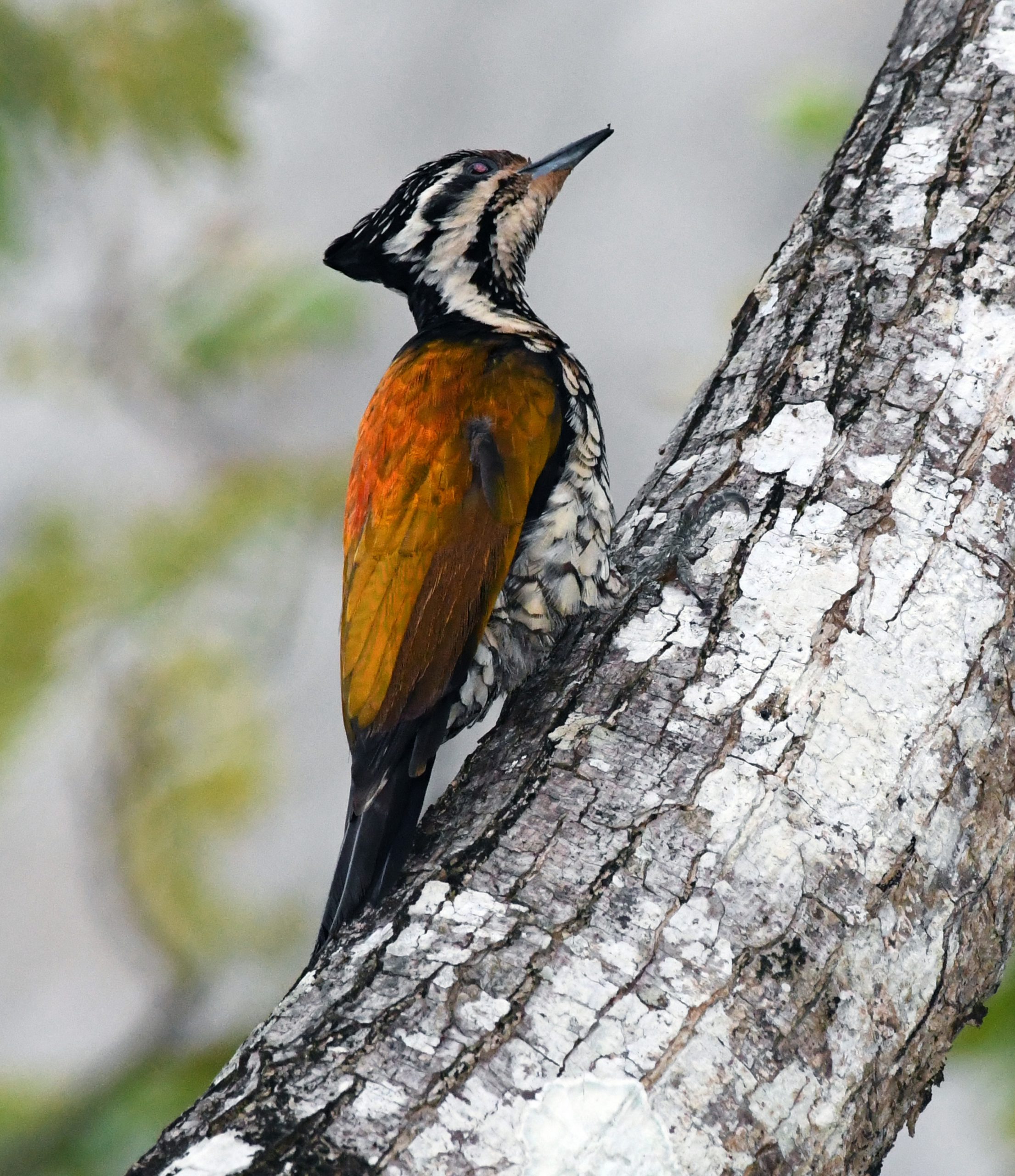 Birdwatching with Kanda Kumar – Penang Hill Festival