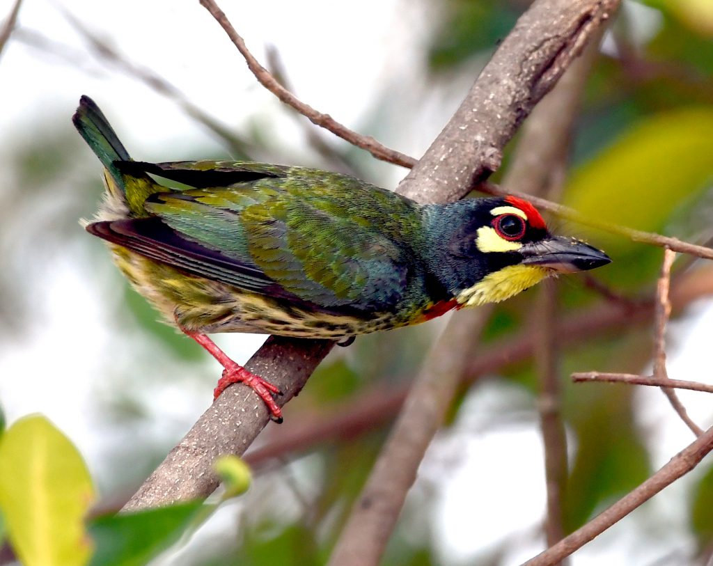 Birdwatching with Kanda Kumar – Penang Hill Festival